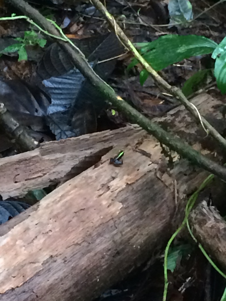 Kokoe Poison Frog from Nuquí, Chocó, Colombia on September 26, 2019 at ...