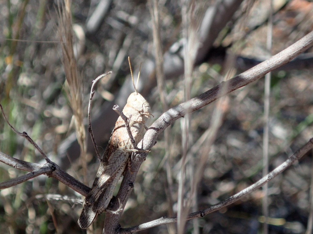 Striped Ungee-gungee from Lake Mackay NT 0872, Australia on June 18 ...