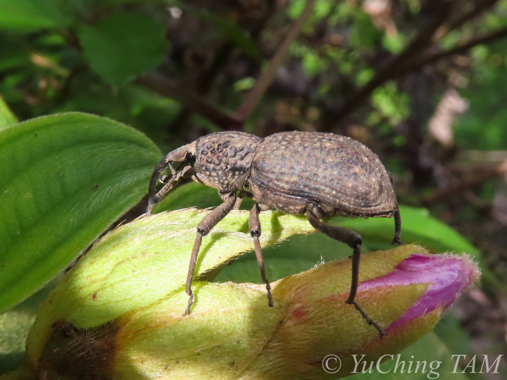 Sipalinus gigas from Ngong Ping, Hong Kong on July 13, 2024 at 04:16 PM by Yu Ching Tam ...