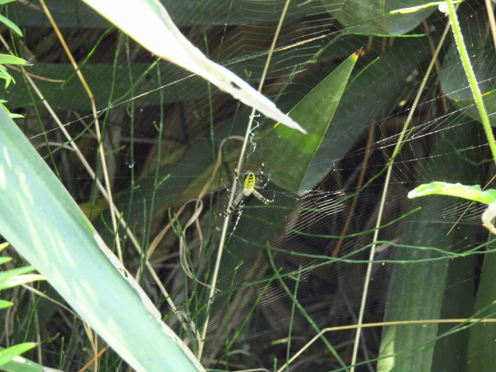 Wasp Spider from Province of Lucca, Italy on July 13, 2024 at 11:56 AM ...