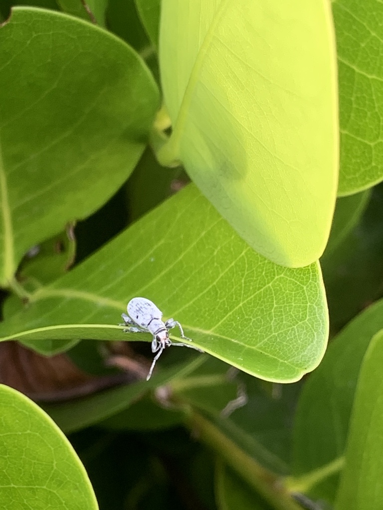 Sri Lanka Weevil from Singer Island, Jupiter, FL, US on July 13, 2024 ...
