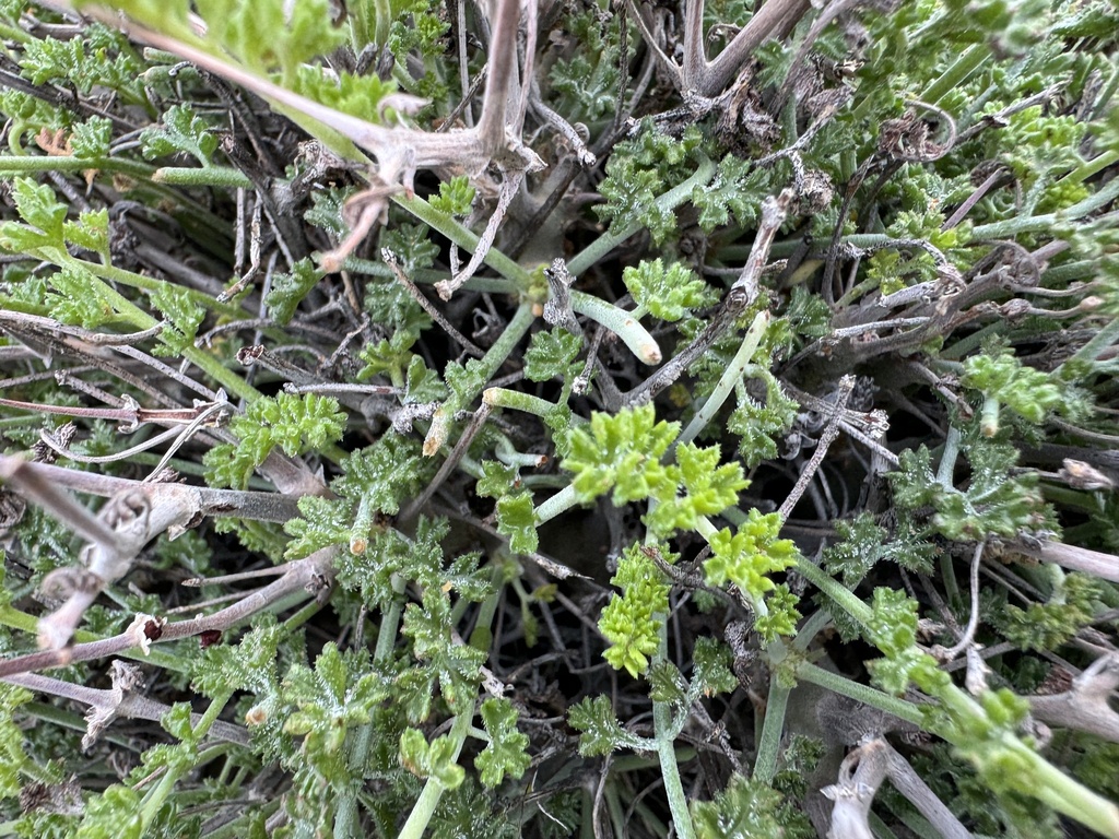 succulent storksbill from Nama Khoi Rural, Springbok, NC, ZA on July 13 ...