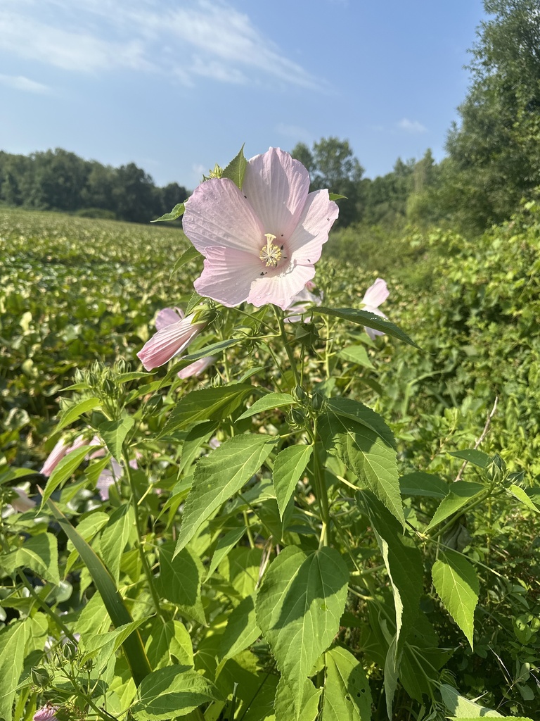 swamp rose mallow from Sippo Lake Park, Massillon, OH, US on July 13 ...