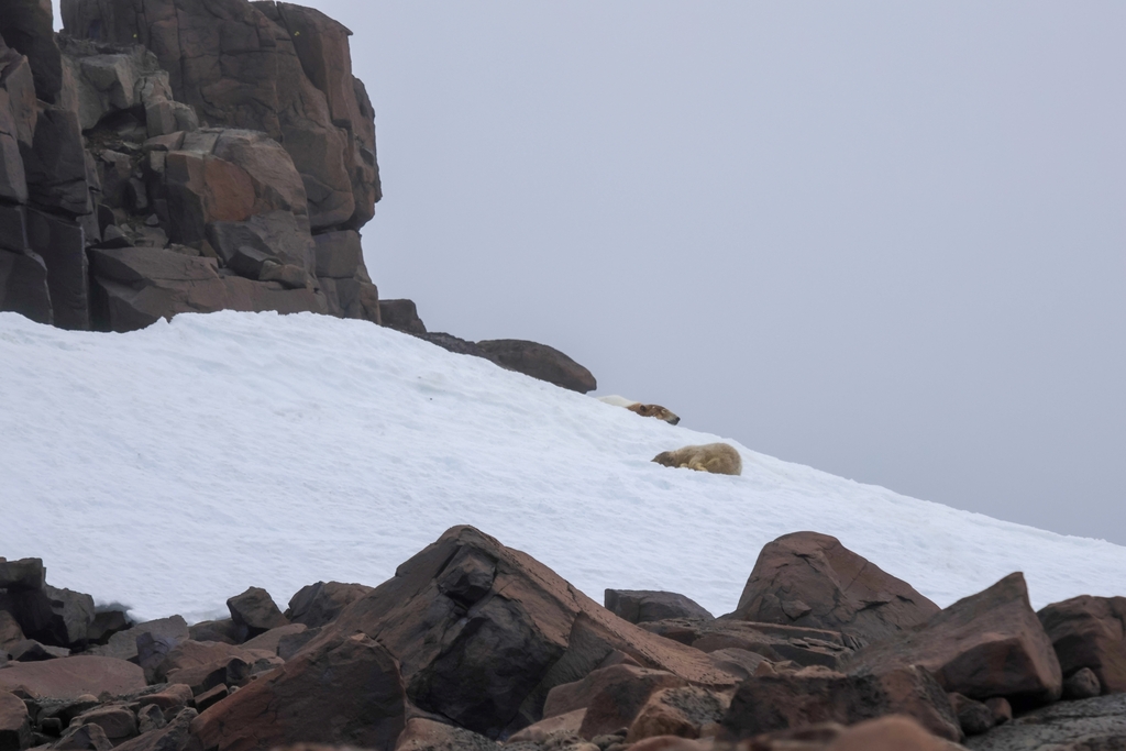 Polar Bear on July 13, 2024 at 09:20 AM by Johnny Giese · iNaturalist