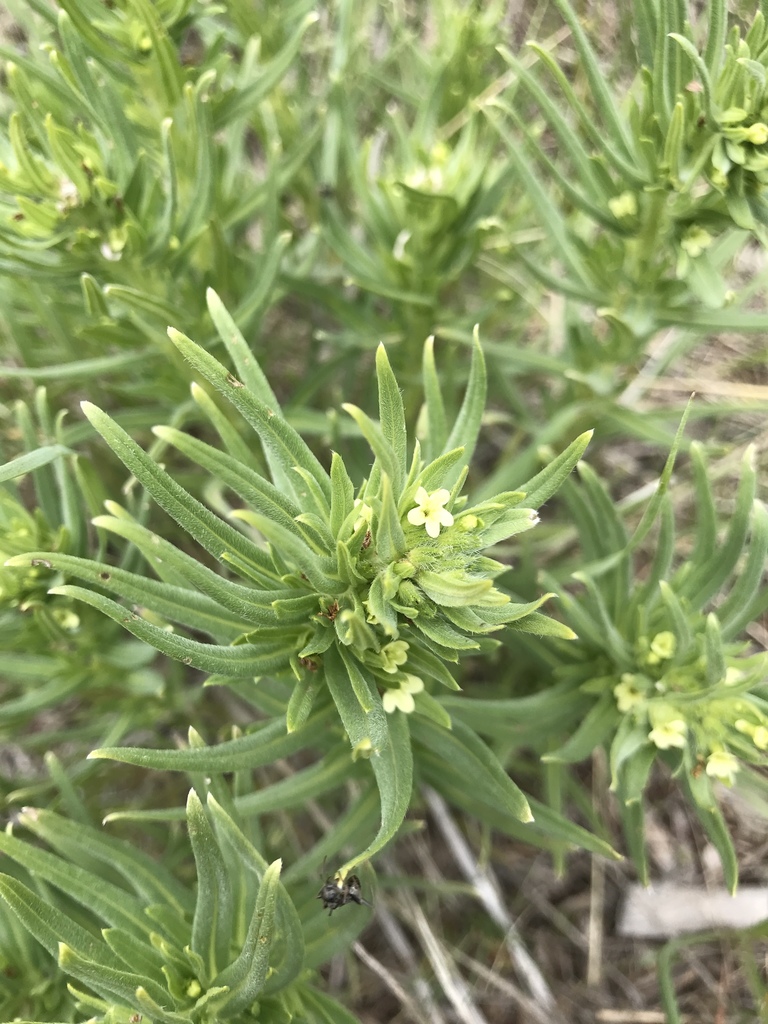 western stoneseed from Box Elder County, US-UT, US on May 31, 2019 at ...