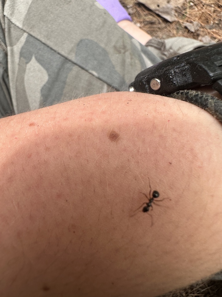 Silky Field Ant from Pellston, MI, US on July 12, 2024 at 01:59 PM by ...