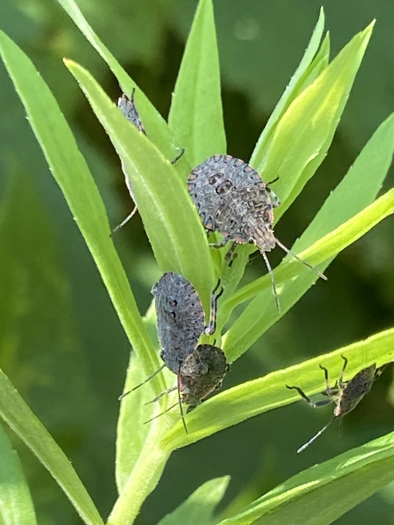 Rough Stink Bugs from Tylersville Rd, Fairfield, OH, US on July 13 ...