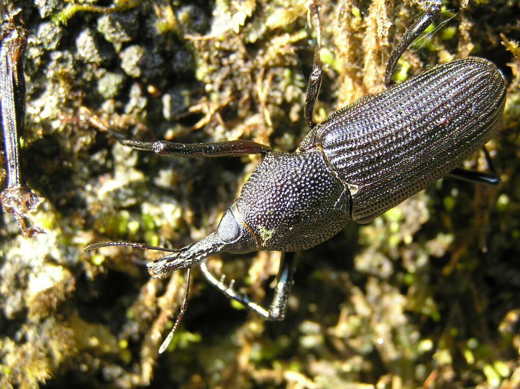 Bearded Weevil from San Andrés Tuxtla, Ver., México on June 13, 2007 at ...