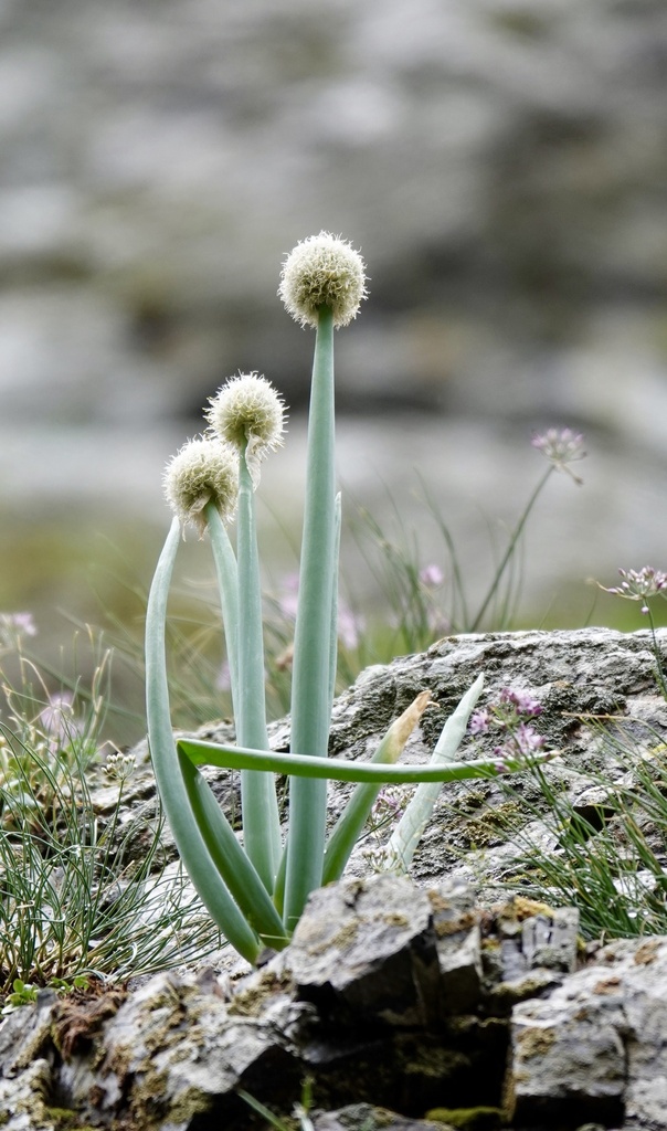 Altai Onion from Yolyn Am, Ömnögovi, MN on July 18, 2019 at 05:46 PM by ...