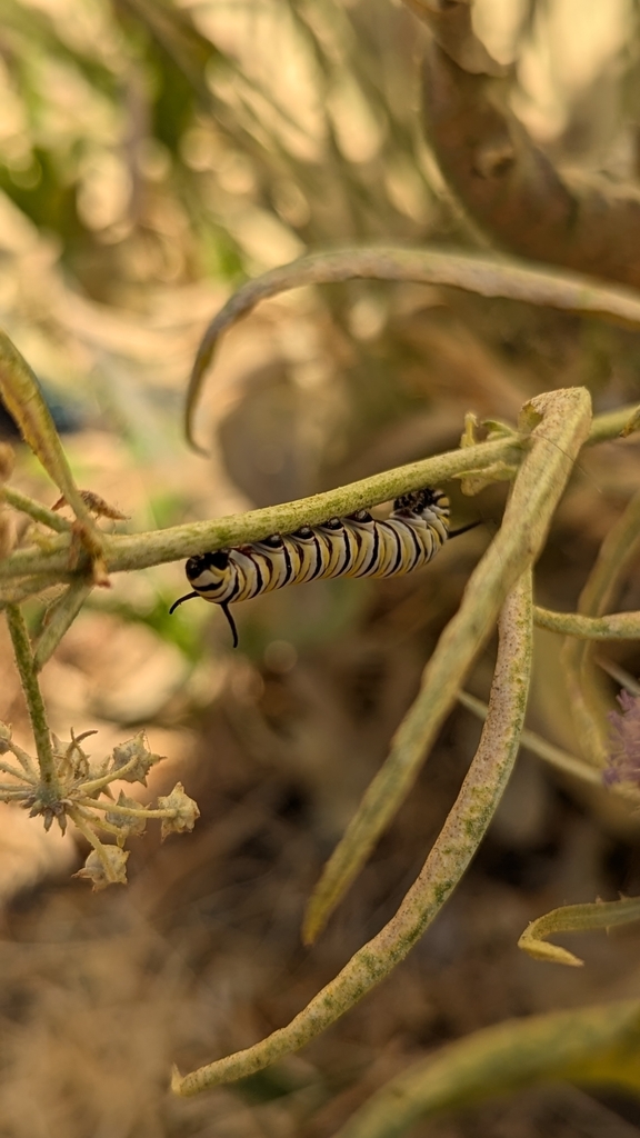 Monarch from Eagle Point, OR 97524, USA on July 13, 2024 at 08:32 AM by ...