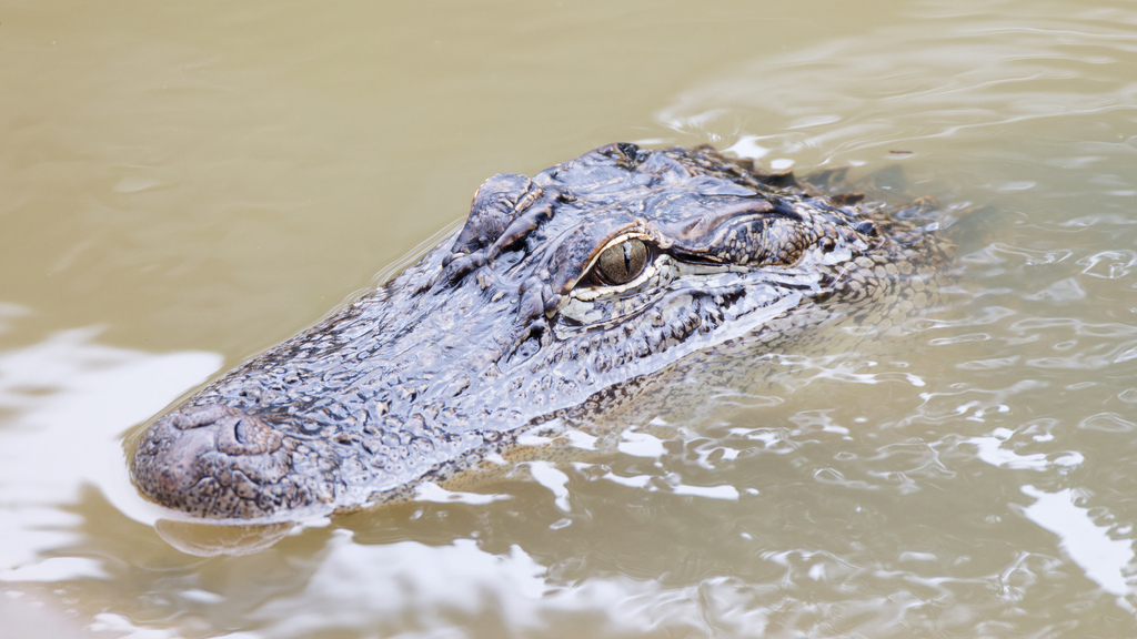 American Alligator from Brazos County, TX, USA on July 13, 2024 at 09: ...