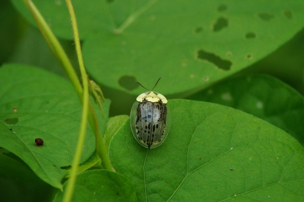 Wild Olive Tortoise Beetle from Santa María Huatulco, Oax., México on ...