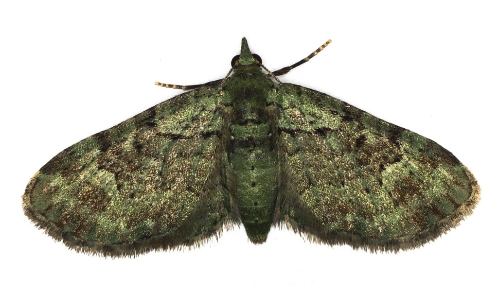 Green Pug from St. Lawrence, NL A0E, Canada on July 13, 2024 at 01:50 ...