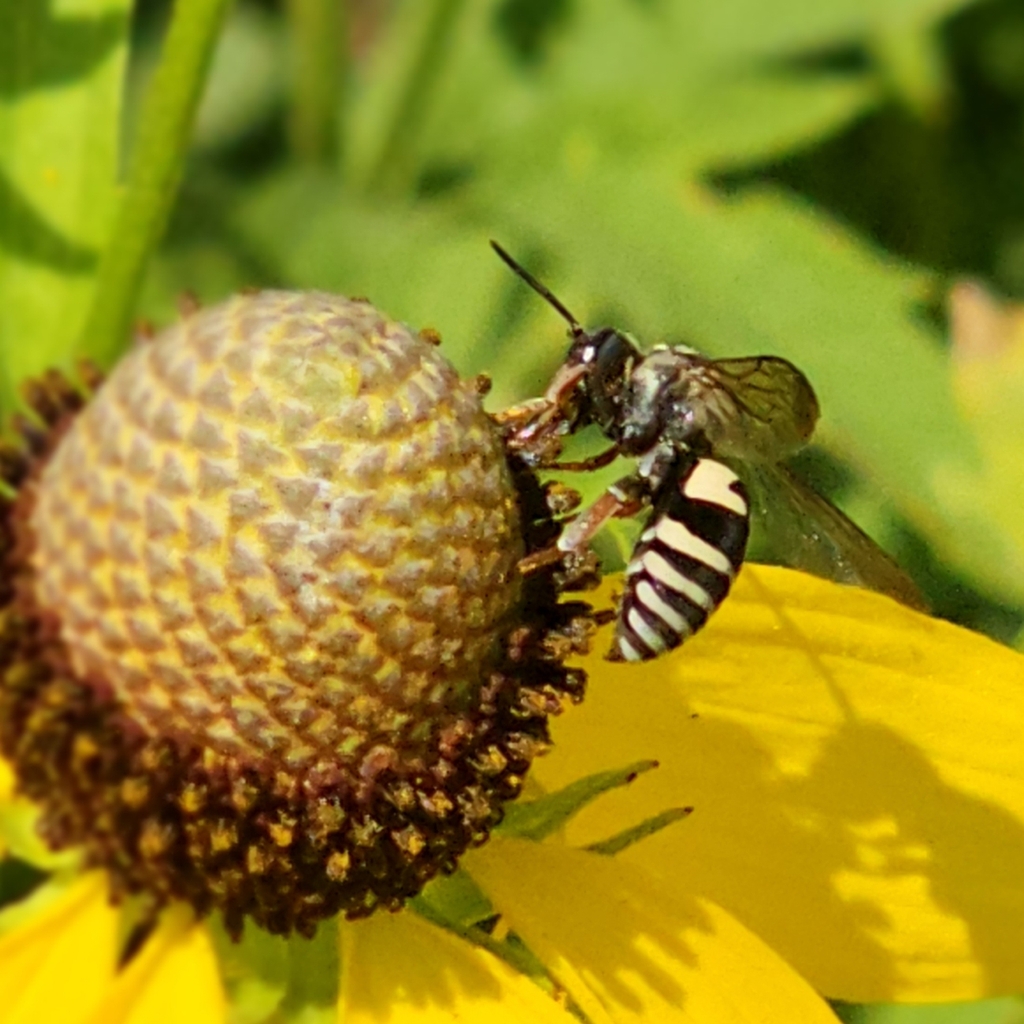 Longhorn-cuckoo bees from Elkhorn, NE, USA on July 13, 2024 at 11:11 AM ...