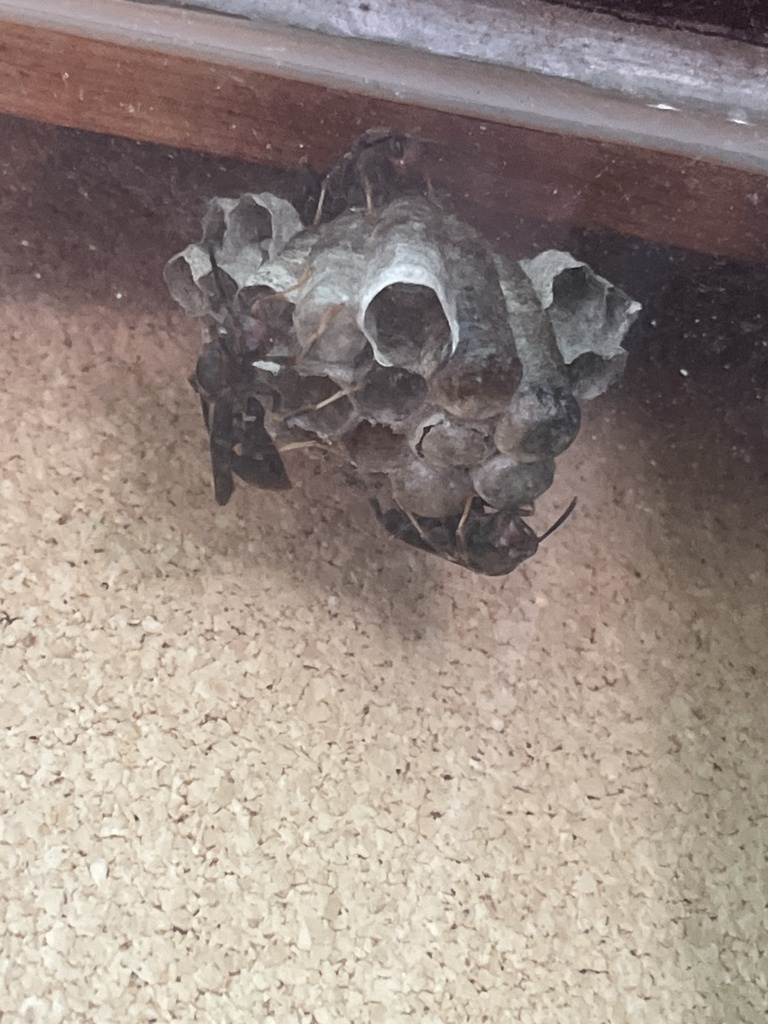 fuscatus-group Paper Wasps from Cheesequake State Park, Matawan, NJ, US ...