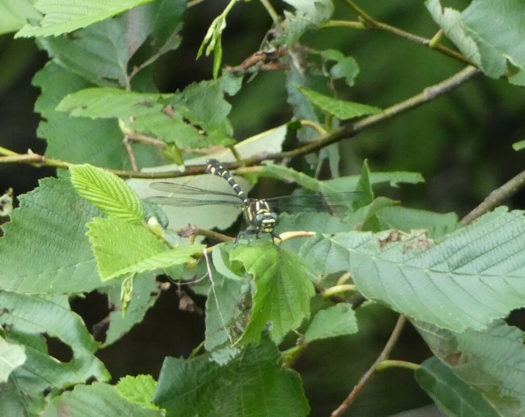 Zebra Clubtail from Peddlers Drive, Nipissing District, ON, Canada on ...