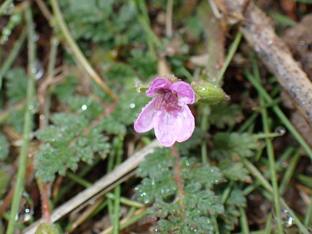 Redstem Stork's-bill from Redcar and Cleveland, UK on July 13, 2024 at ...