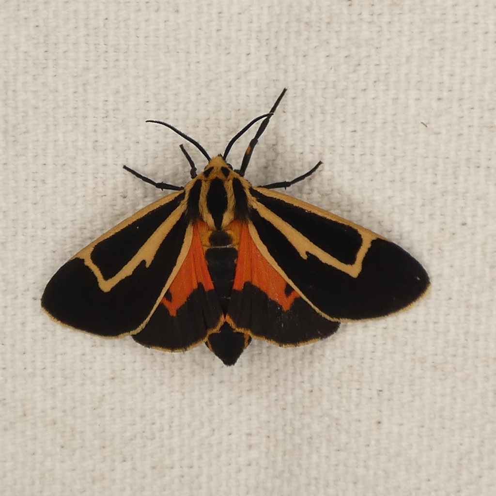 Apantesis from South Baton Rouge, Baton Rouge, LA, USA on July 12, 2024 ...