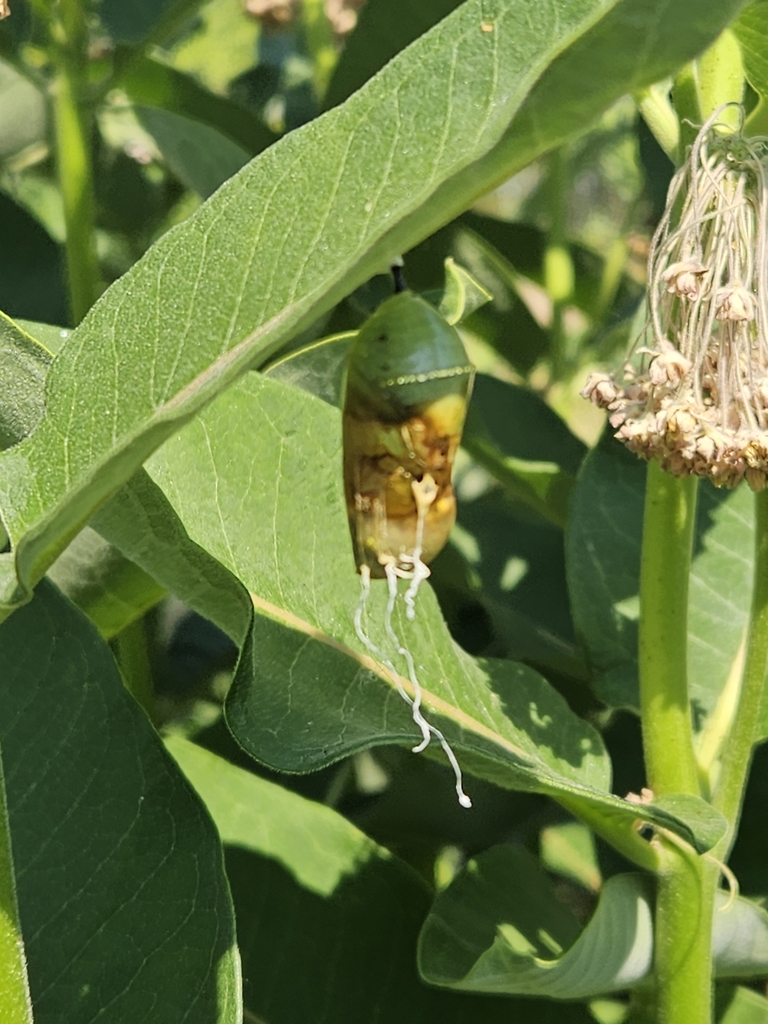 Monarch from Creston, BC V0B, Canada on July 13, 2024 at 09:58 AM by ...