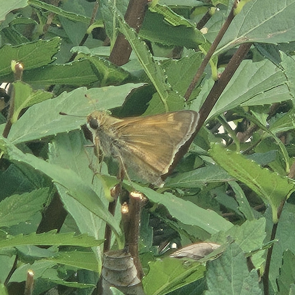 Huron Sachem in July 2024 by Orion · iNaturalist