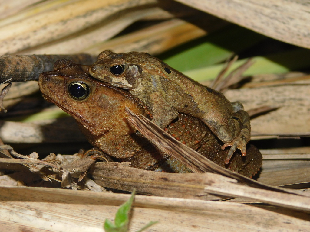 Forest Toad from Pensilvania, Caldas, Colombia on June 1, 2024 at 08:01 ...
