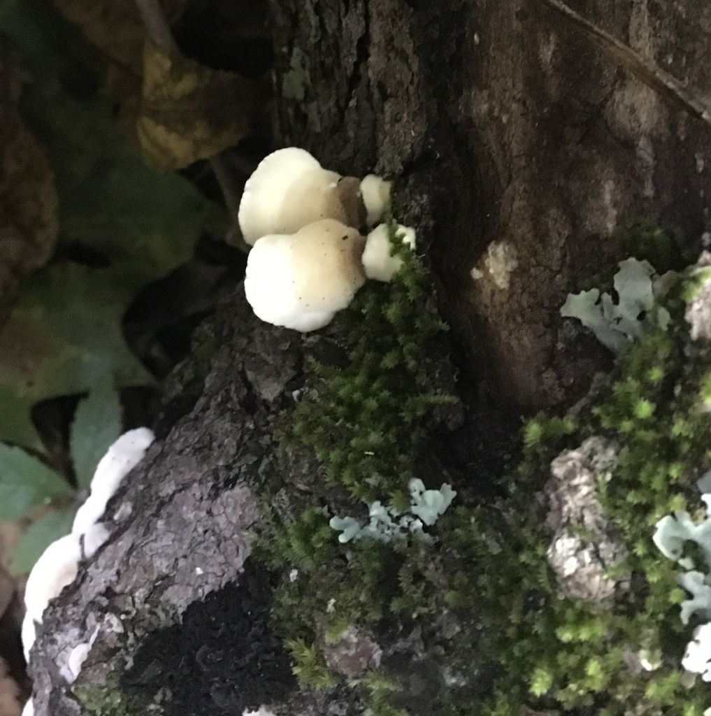 Mossy Maze Polypore from Christian County, MO, USA on July 13, 2024 at ...