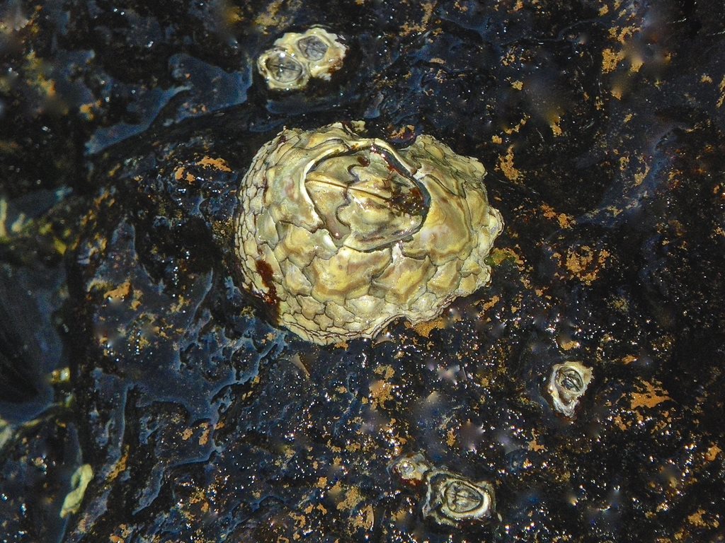Surf Barnacle (Catomerus polymerus) - Tomahawk, Tasmania