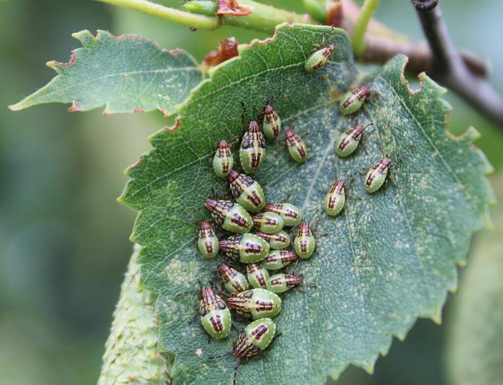 Parent Bug from Portway Hill, Oldbury, UK on July 13, 2024 at 10:38 AM ...
