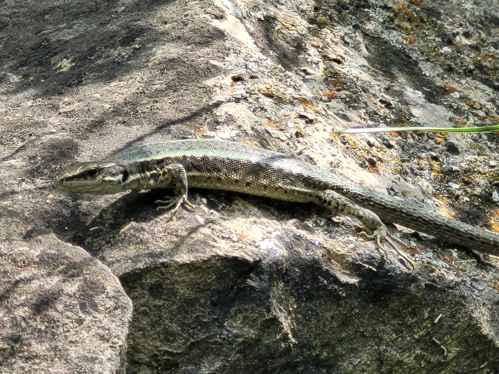 Caucasian lizard from Респ. Дагестан, Россия, 368362 on July 13, 2024 ...