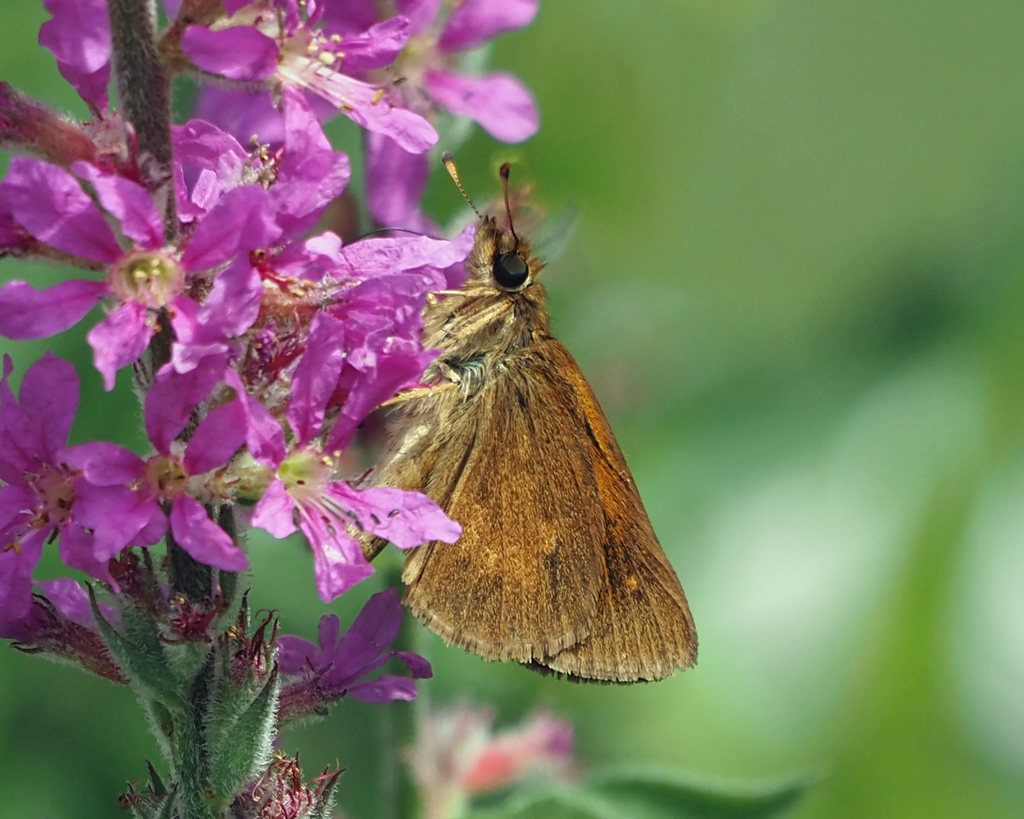 Broad-winged Skipper from Salem, NH 03079, USA on July 13, 2024 at 02: ...