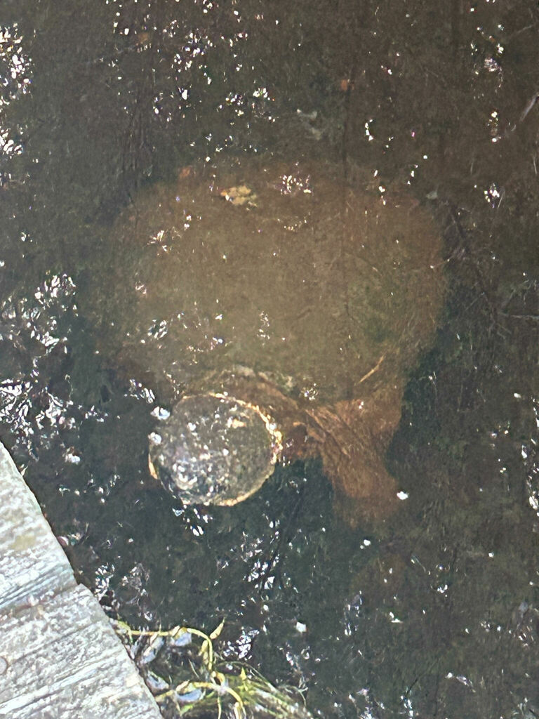 Common Snapping Turtle from East Quogue, NY, USA on July 12, 2024 at 07 ...