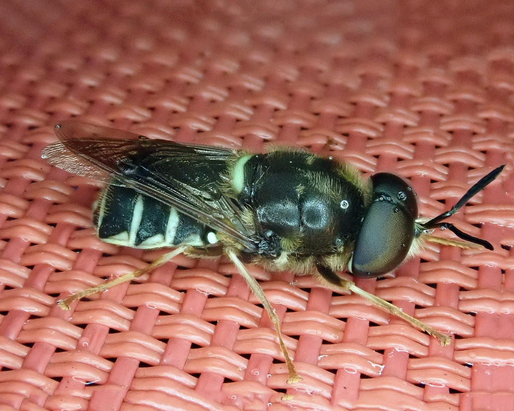 Stratiomys badia from Salem, NH 03079, USA on July 13, 2024 at 04:45 AM ...