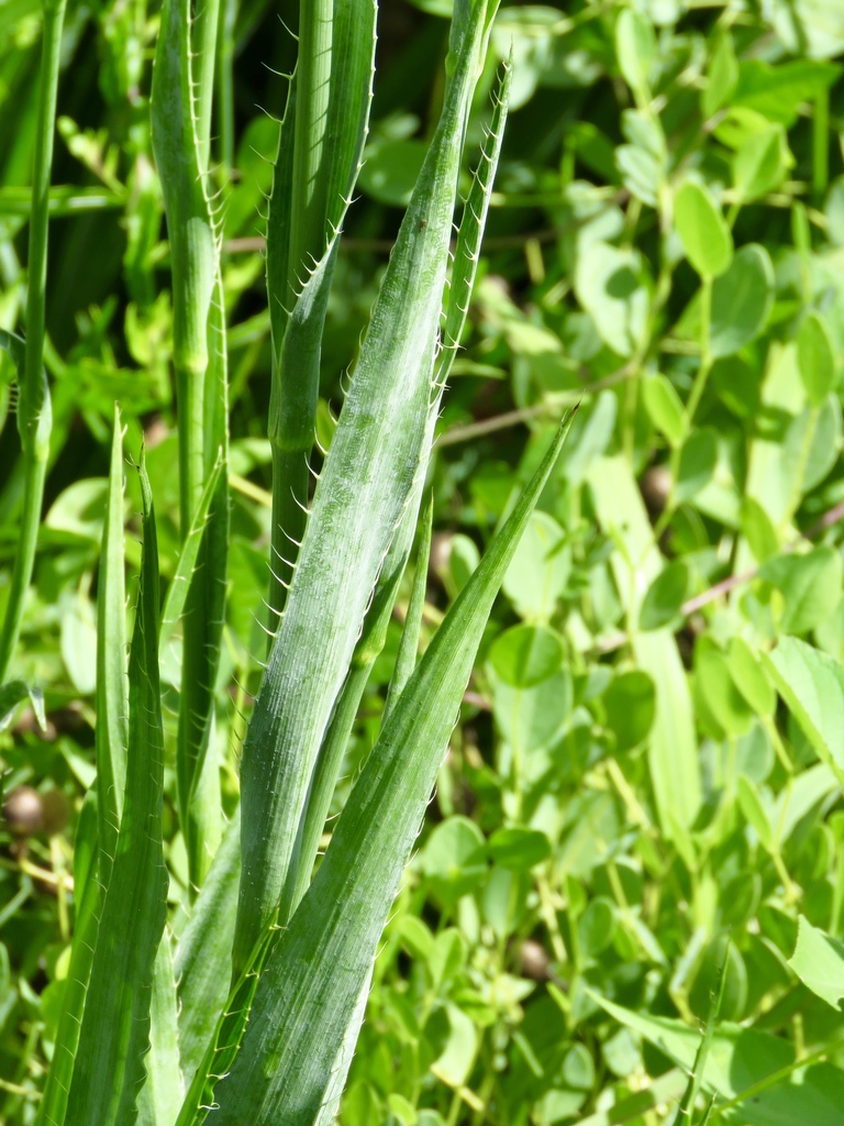 Rattlesnake Master (Plants of NRMP ) · iNaturalist