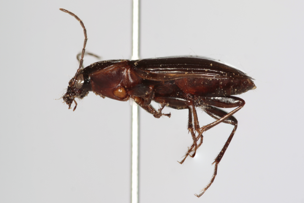 Agonum punctiforme from Franklin County, MO, USA on May 22, 2024 at 02: ...