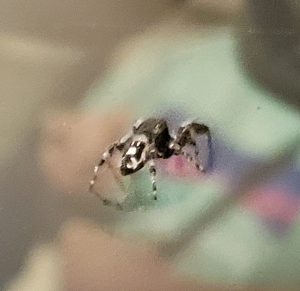Bold Jumping Spider from LoDo, Denver, CO 80202, USA on June 1, 2019 at ...