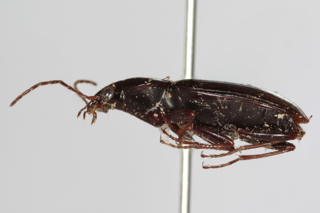 Agonum punctiforme from Franklin County, MO, USA on May 22, 2024 at 02: ...