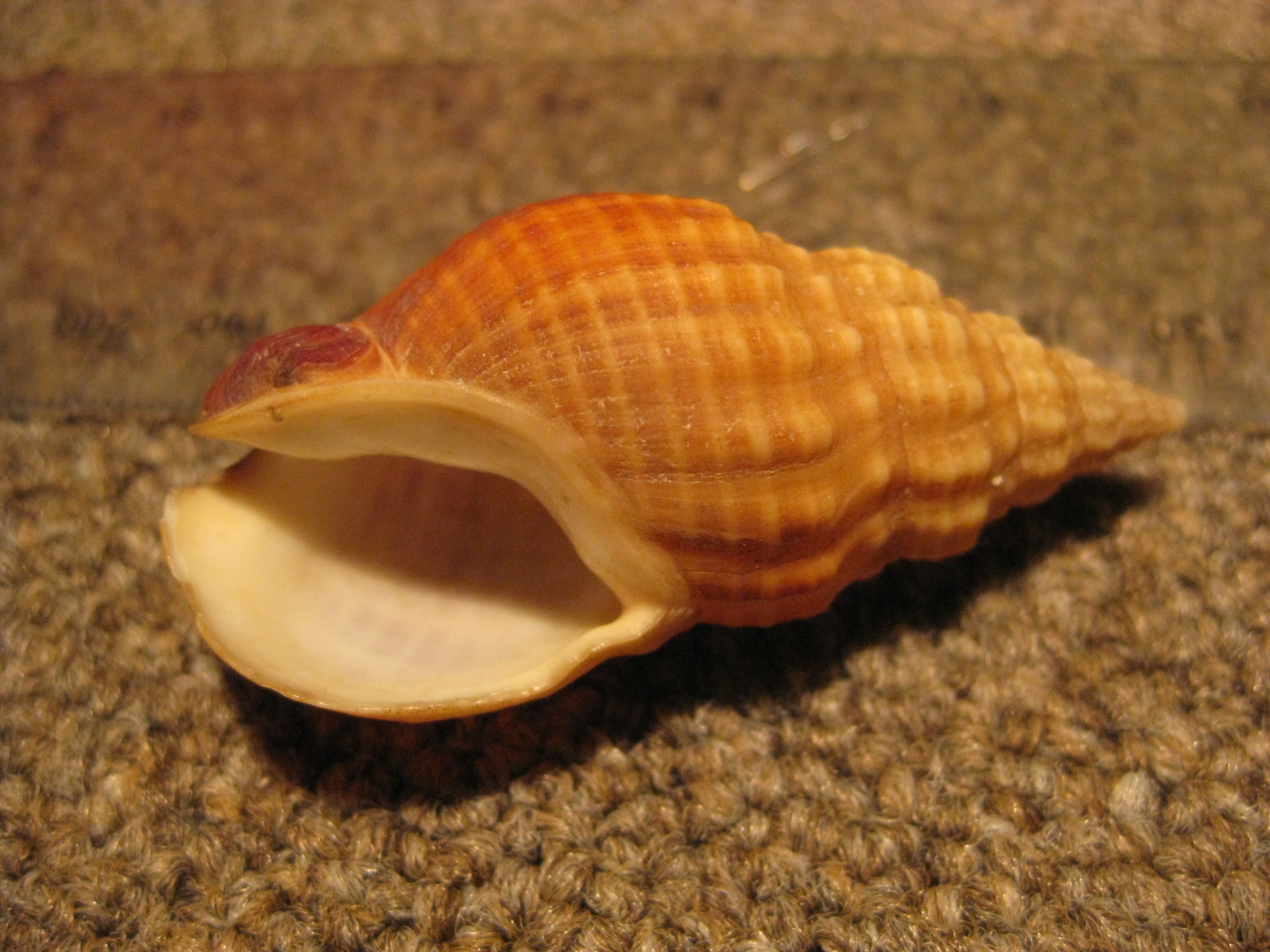 Cominella nassoides (Reeve, 1846)