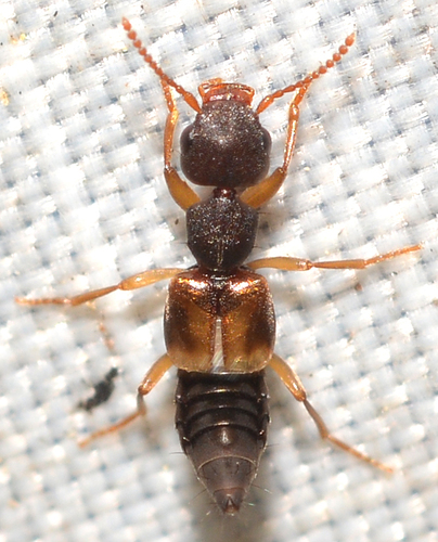 Rugilus ceylanensis · iNaturalist Ecuador