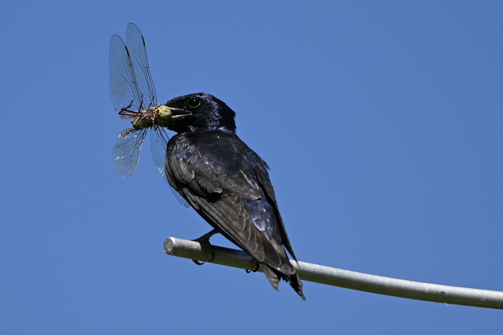 Purple Martin from Grand Island, NY, USA on July 5, 2024 at 11:30 AM by ...
