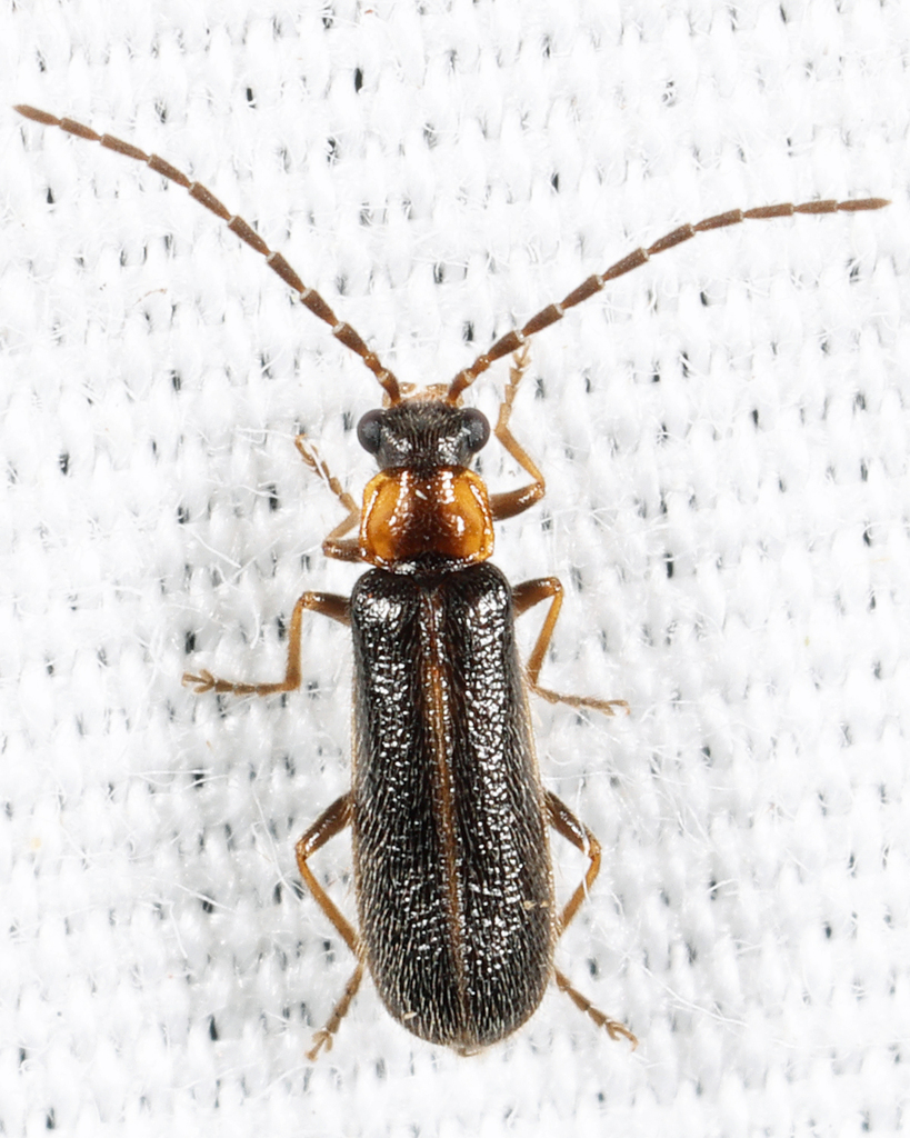 Rhagonycha nanula from Groton yard, MA, USA on July 13, 2024 at 12:39 ...