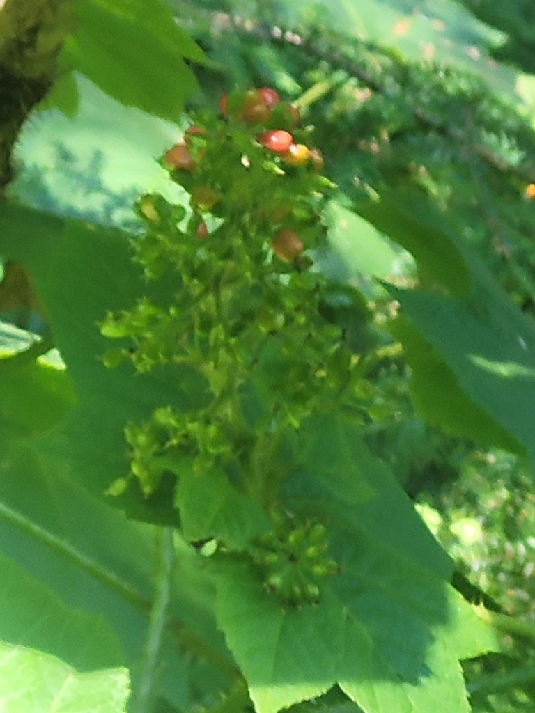 Devil's Club from Grays Harbor County, US-WA, US on July 13, 2024 at 12 ...