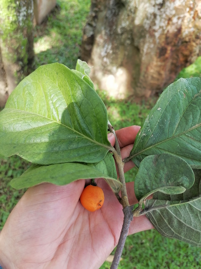 (Bunchosia macrophylla) - Botanical Realm