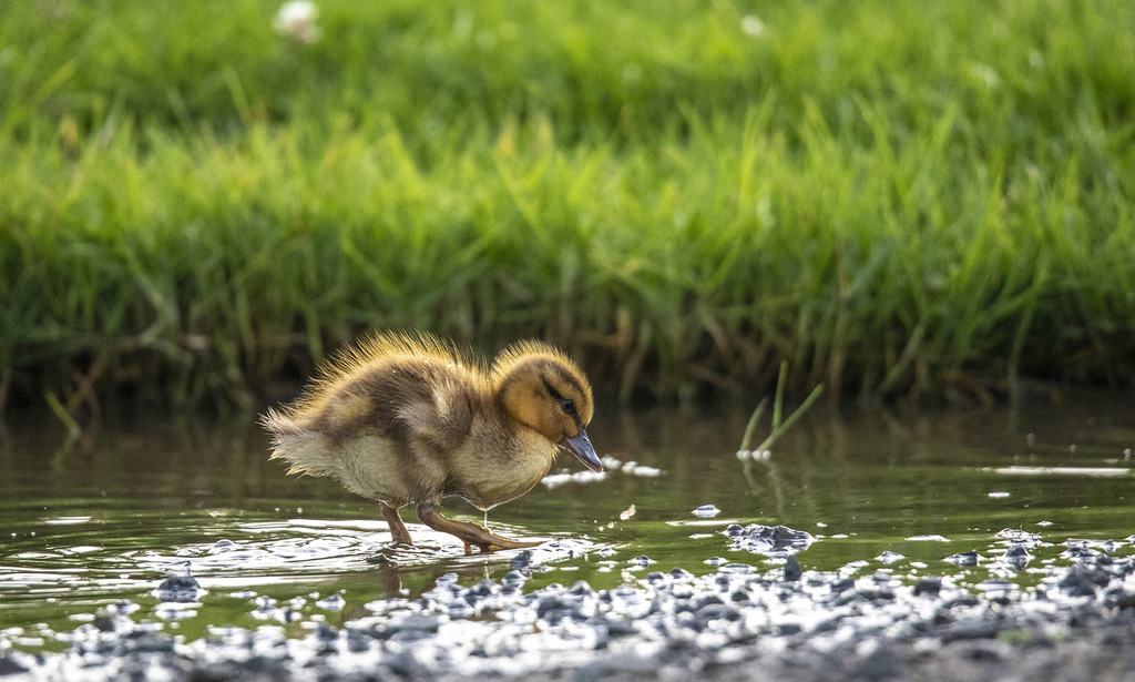Muscovy Duck from Māngere, Auckland 2022, Nouvelle-Zélande on July 9 ...