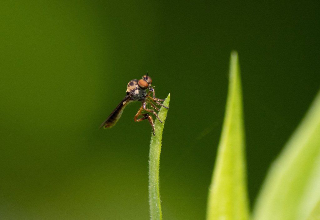 Gnat Ogres from Cleveland, OH, USA on July 13, 2024 at 12:13 PM by ...