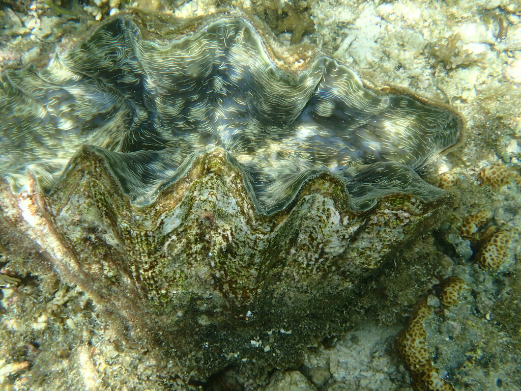 Bear Paw Clam in April 2024 by Maria Shaffer-Gordon. seen at Misool Eco ...
