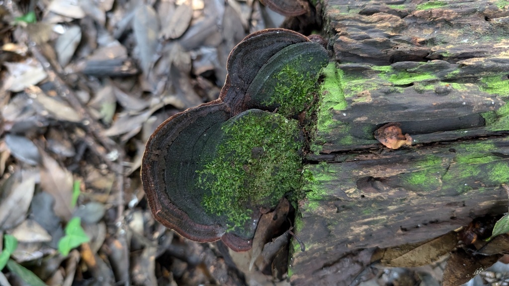Fulvoderma scaurum from 日本、神奈川県横浜市旭区大池町 こども自然公園 on July 13, 2024 at 10: ...