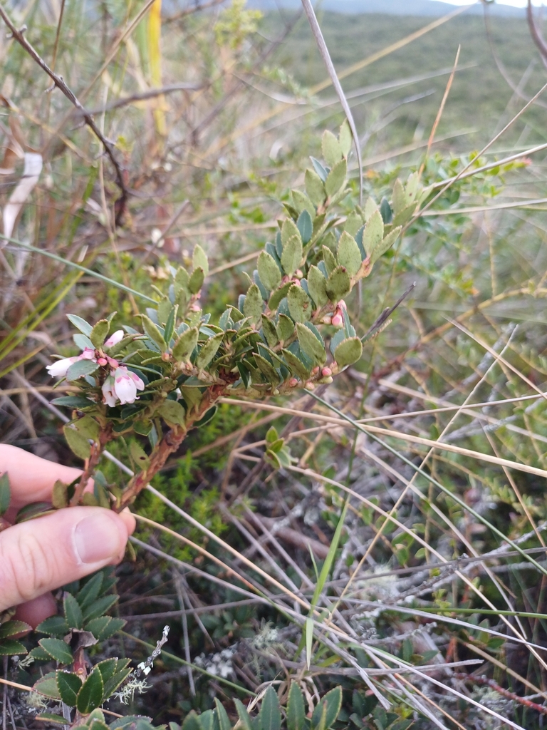 Andean blueberry from San Francisco, Ecuador on July 13, 2024 at 05:24 ...