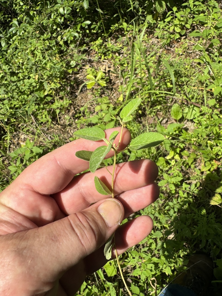 Prairie Tea in July 2024 by abelkinser · iNaturalist