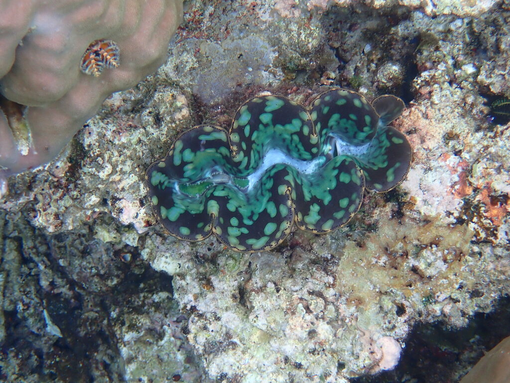 Small Giant Clam in April 2024 by Maria Shaffer-Gordon. seen at snorkel ...