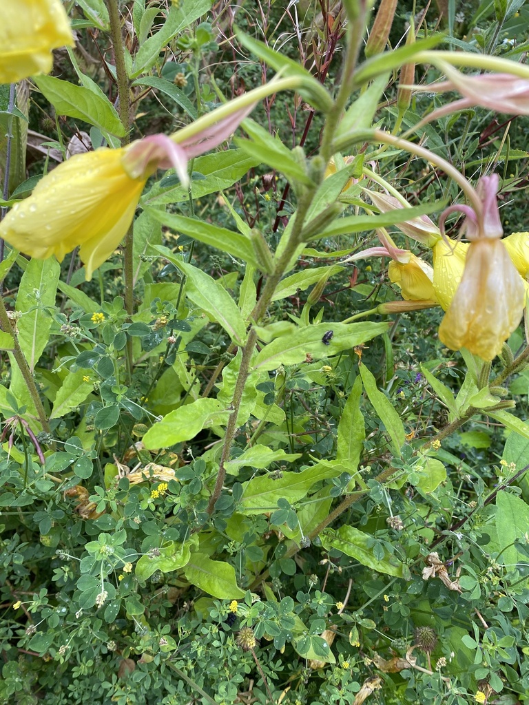 Large-flowered Evening-primrose from Hazel Court, York, England, GB on ...
